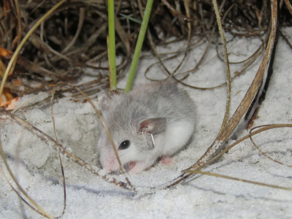 Beach mouse | Animal Simulator Wiki | Fandom