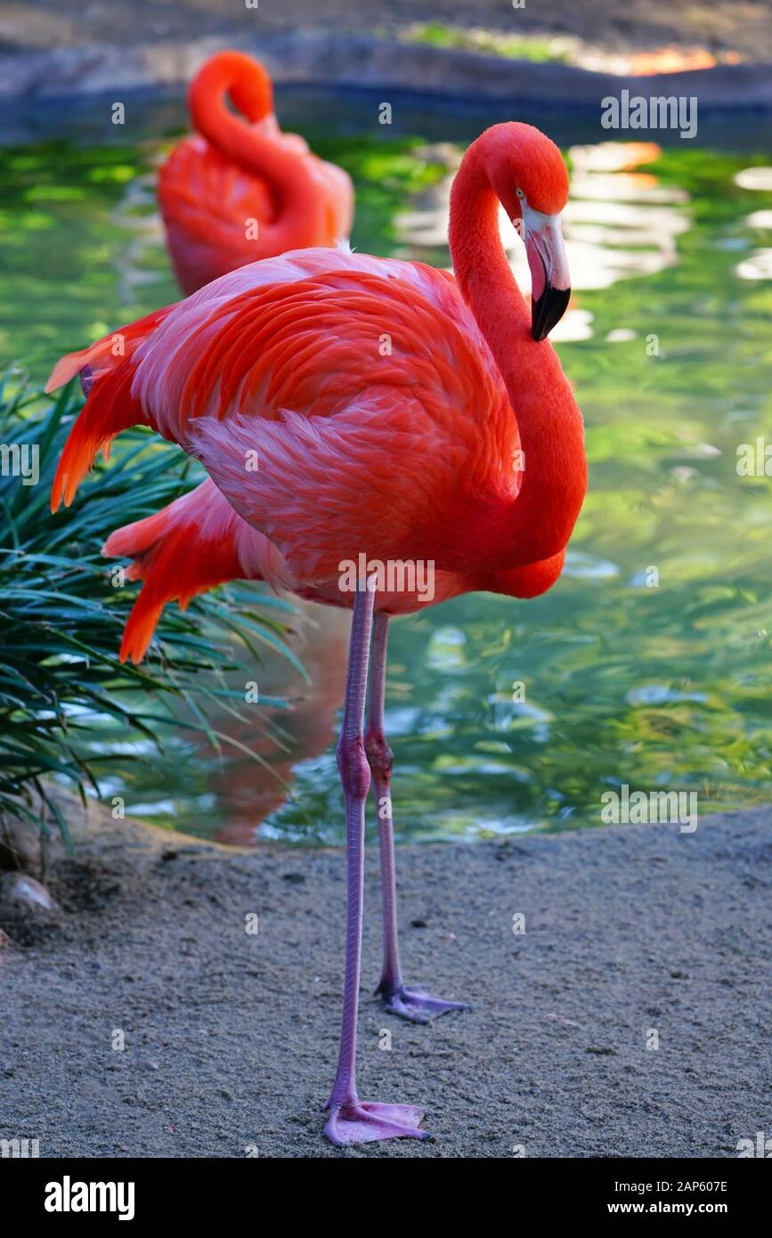 Flamingo (enemy) | Animal Simulator Wiki | Fandom