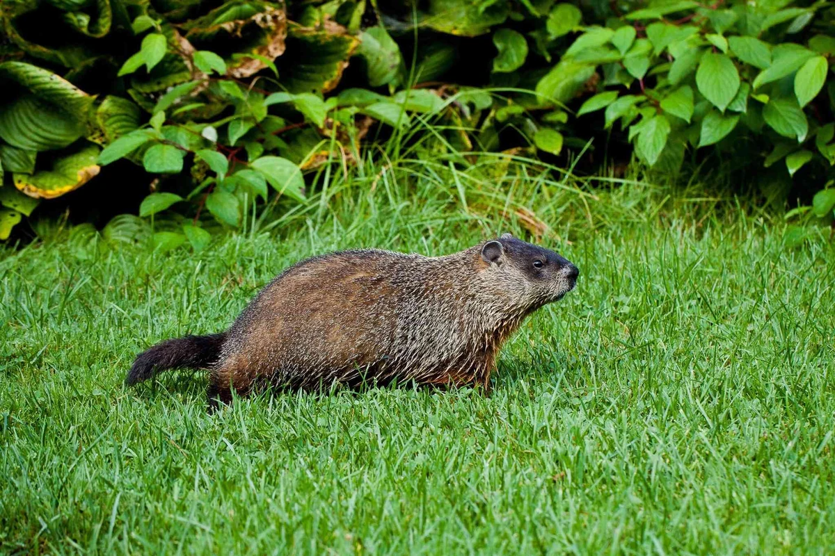 Groundhog | Animal Simulator Wiki | Fandom