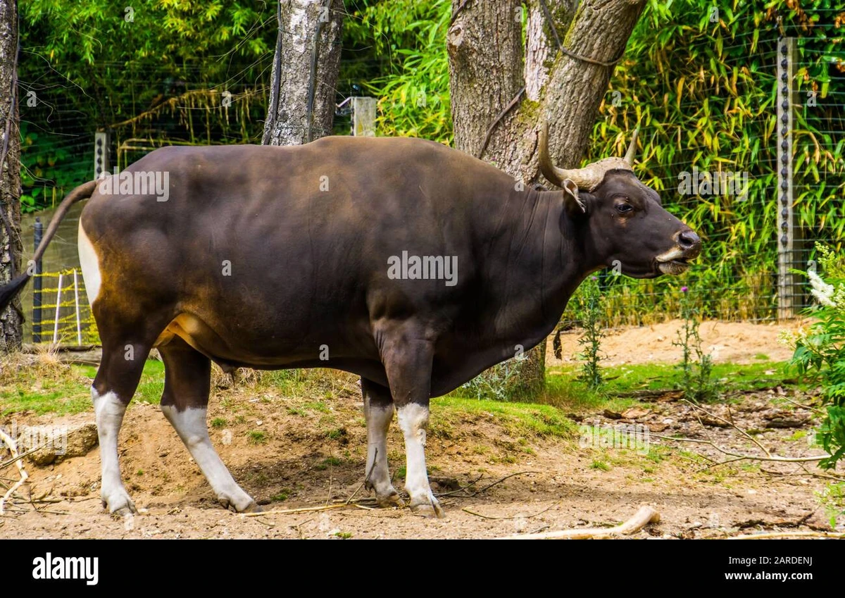 Banteng | Animal Simulator Wiki | Fandom