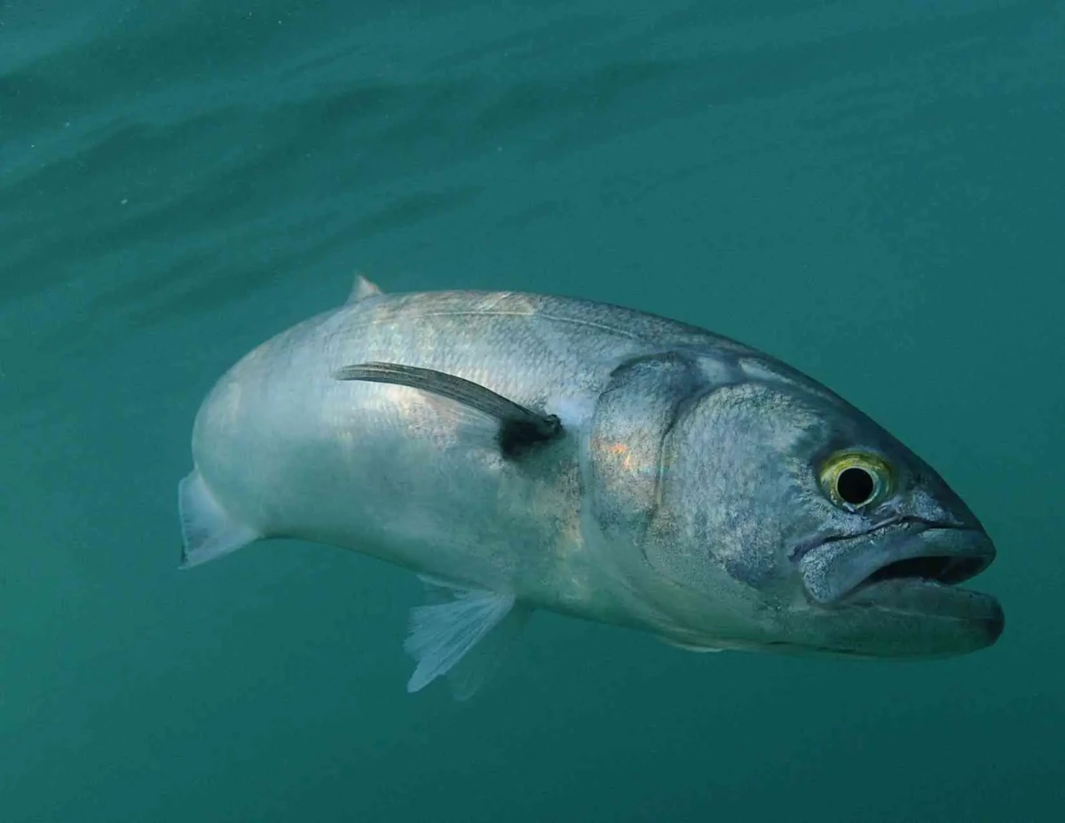 Bluefish | Animal Simulator Wiki | Fandom