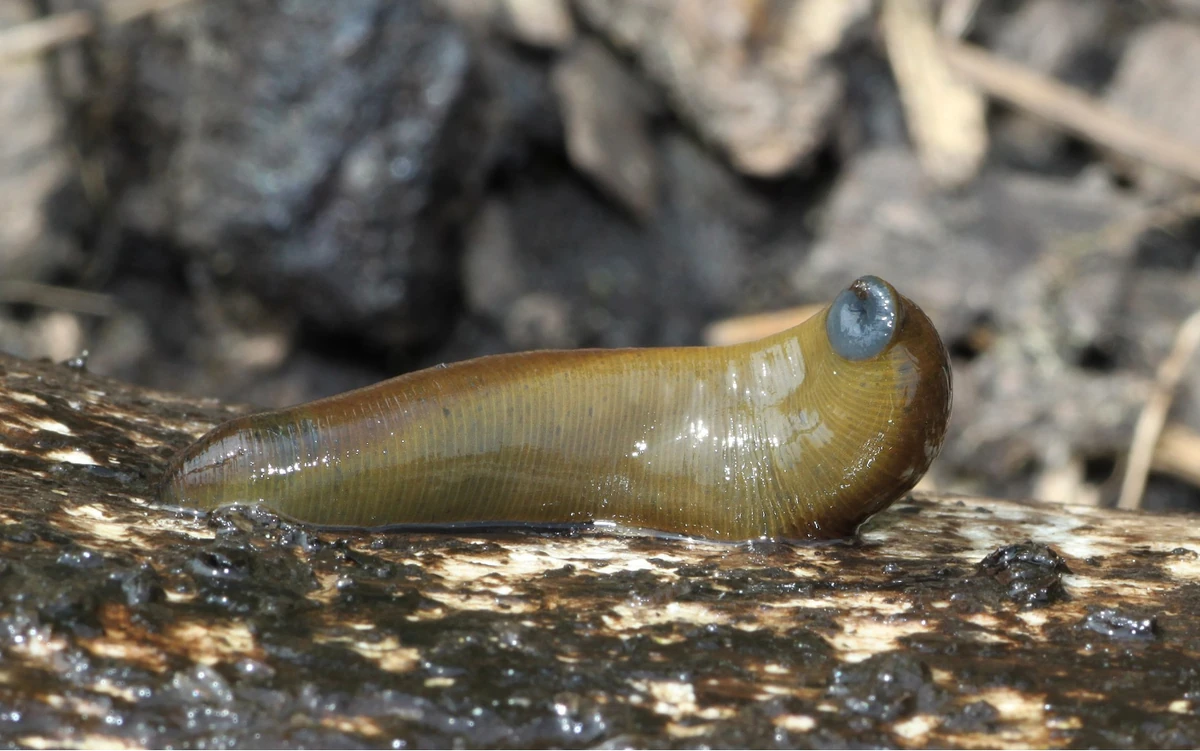 Horse leech | Animal species Wiki | Fandom