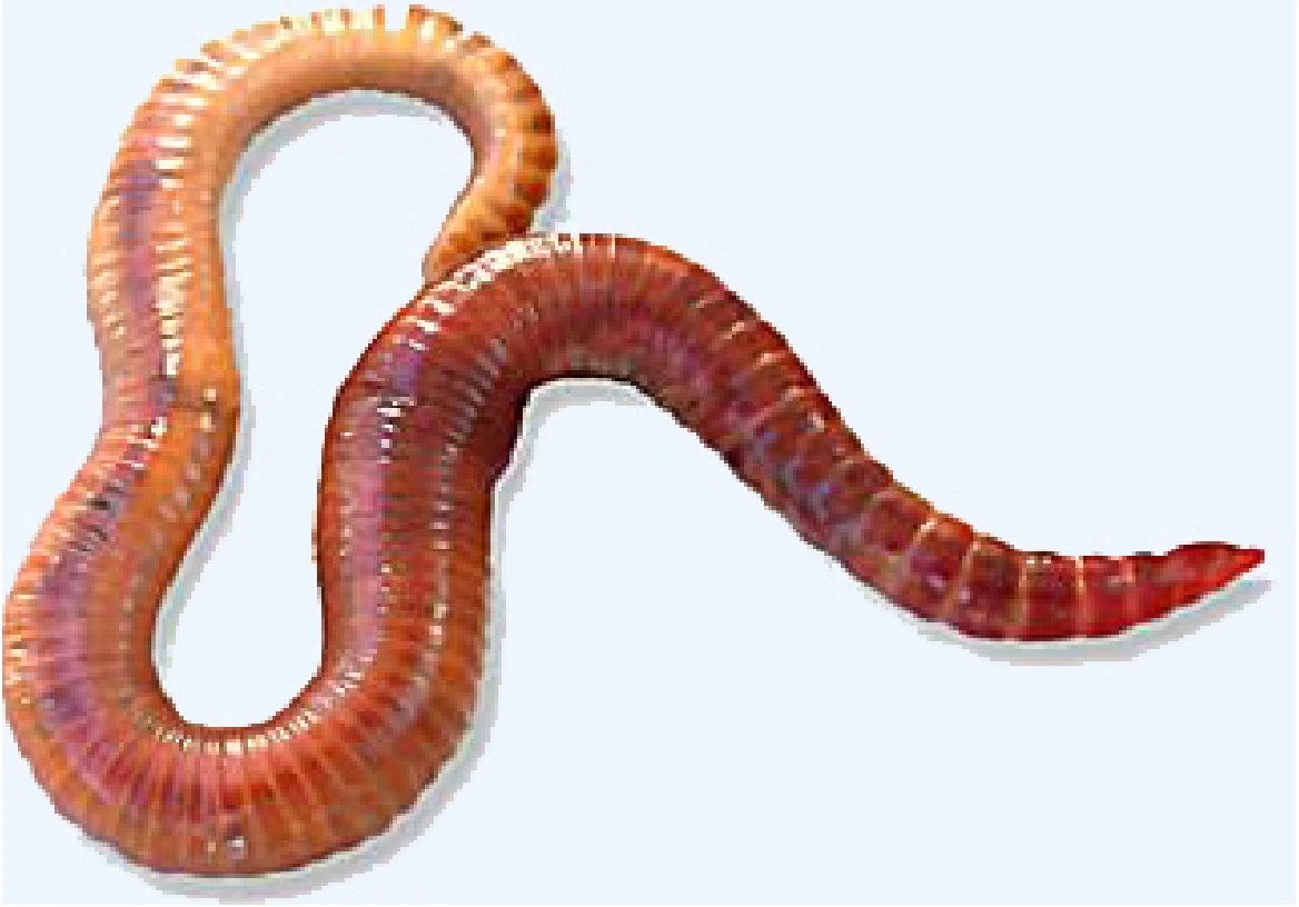 Redworm | Animal species Wiki | Fandom