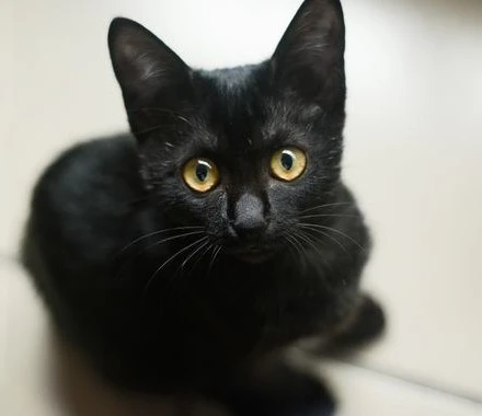 Kunaya | Wiki Animal Tatoo | Fandom