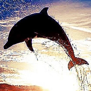 Katoa | Wiki Animal Tatoo | Fandom