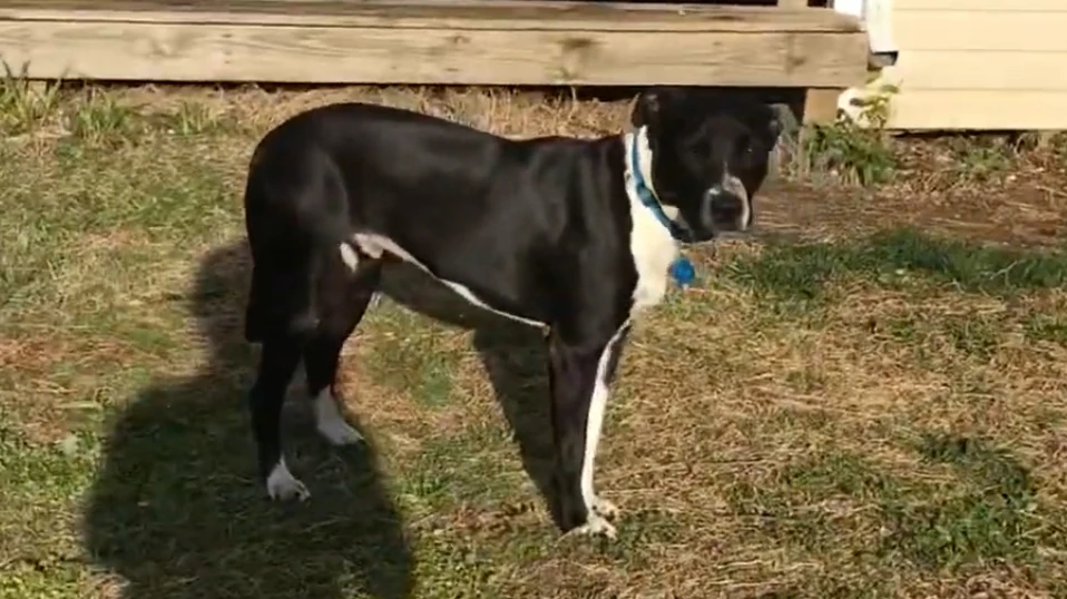 Elvis | Animal Toy Collection Wiki | Fandom