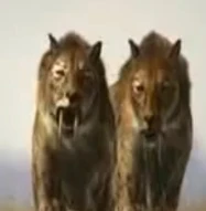 The Brothers (Walking With Beasts) | Animal Villains Wiki | Fandom