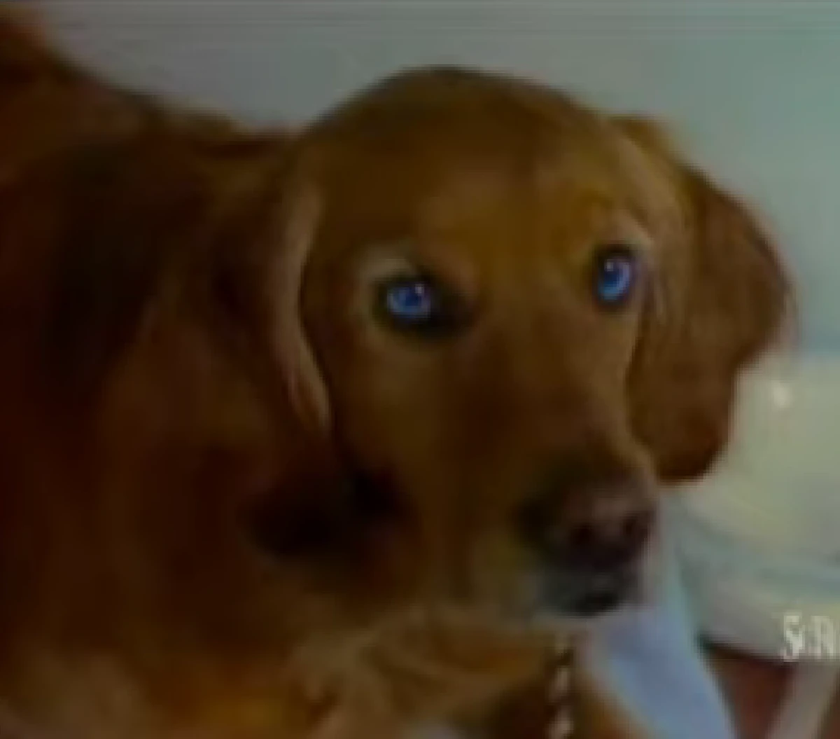 Kelly | Animal Villains Wiki | Fandom