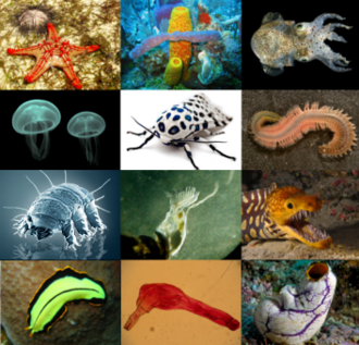 Animal | Animal Wiki | Fandom