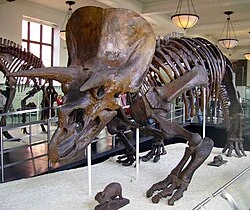 Ornithischian | Animal Wiki | Fandom