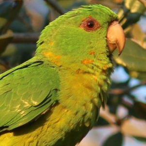 Animal | Animal Wiki | Fandom