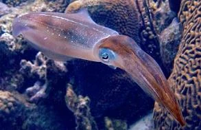 Calamar | Wiki Animal-acuatic | Fandom