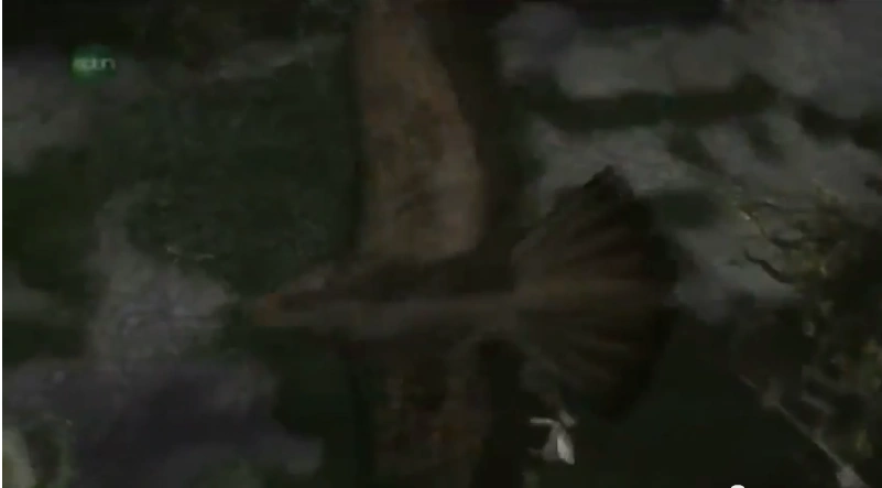 Falcon | Animal Armageddon Wiki | Fandom