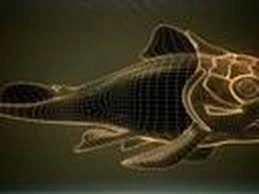 Materpiscis | Animal Armageddon Wiki | Fandom