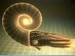Coiled nautiloids | Animal Armageddon Wiki | Fandom