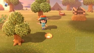 Glowing spot | Animal Crossing Wiki | Fandom