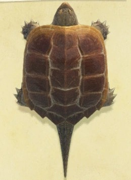 Snapping turtle/Gallery | Animal Crossing Wiki | Fandom
