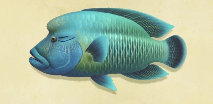 Animalcrossing Rare Fish