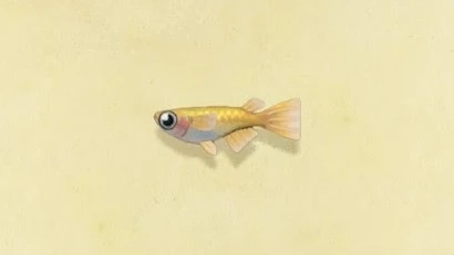 Killifish/Gallery | Animal Crossing Wiki | Fandom