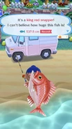 King red snapper/Gallery | Animal Crossing Wiki | Fandom