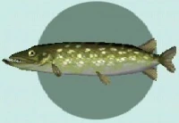 Lucio | Animal Crossing Enciclopedia | Fandom