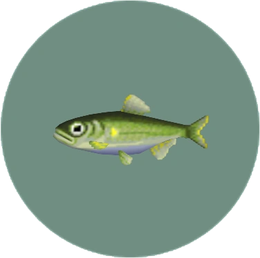 Sweetfish/Gallery | Animal Crossing Wiki | Fandom