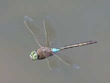 Darner dragonfly | Animal Crossing Wiki | Fandom