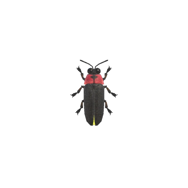 Luciole | Animal Crossing Wiki | Fandom