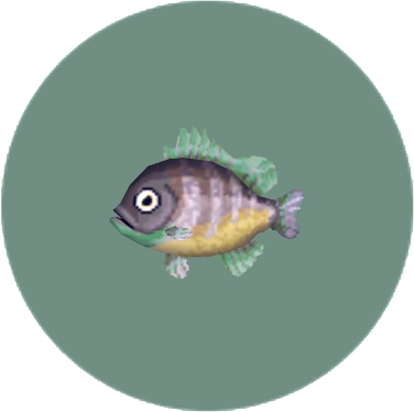 Bluegill/Gallery | Animal Crossing Wiki | Fandom