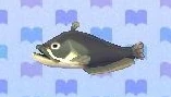 Catfish/Gallery | Animal Crossing Wiki | Fandom