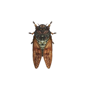 Brown cicada | Animal Crossing Wiki | Fandom