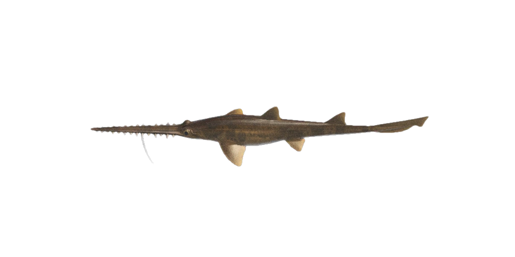 Requin scie | Animal Crossing Wiki | Fandom