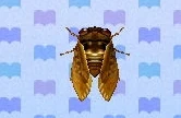 Brown cicada | Animal Crossing Wiki | Fandom