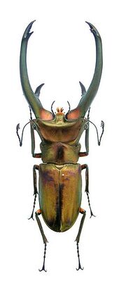 Cyclommatus stag | Animal Crossing Wiki | Fandom