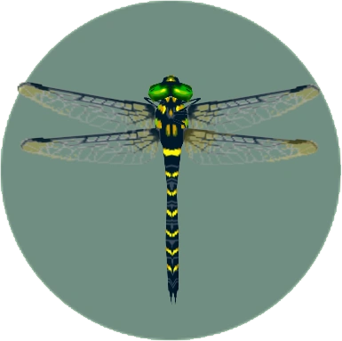 Banded dragonfly/Gallery | Animal Crossing Wiki | Fandom