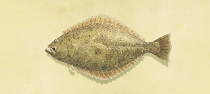 Olive flounder | Animal Crossing Wiki | Fandom