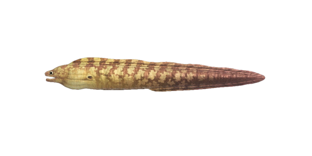 Moray eel | Animal Crossing Wiki | Fandom