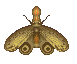 Lantern fly | Animal Crossing Wiki | Fandom