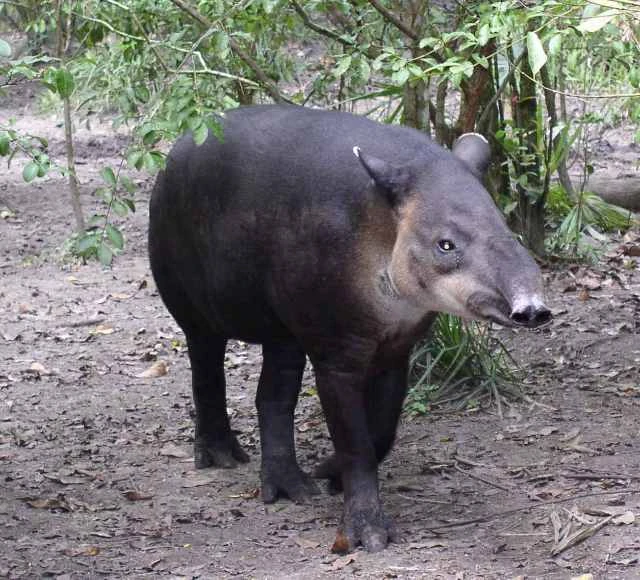 Tapir | Animal Crossing Wiki | Fandom