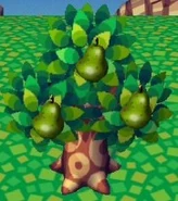 Tree | Animal Crossing Wiki | Fandom