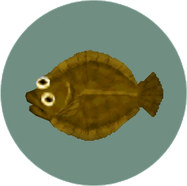 Olive flounder/Gallery | Animal Crossing Wiki | Fandom