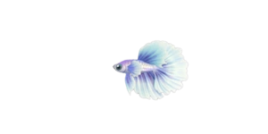 Betta | Animal Crossing Enciclopedia | Fandom