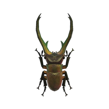 Giant Tailed Stag Beetle