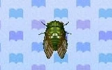 Robust cicada/Gallery | Animal Crossing Wiki | Fandom