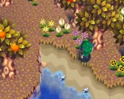 Shell | Animal Crossing Wiki | Fandom