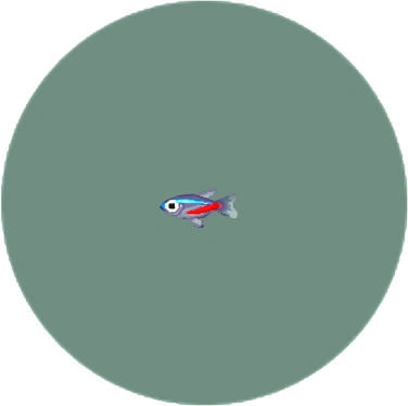 Neon tetra/Gallery | Animal Crossing Wiki | Fandom