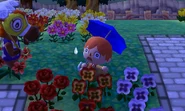 Pitfall Seed | Animal Crossing Wiki | Fandom