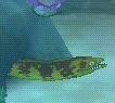 Moray eel/Gallery | Animal Crossing Wiki | Fandom