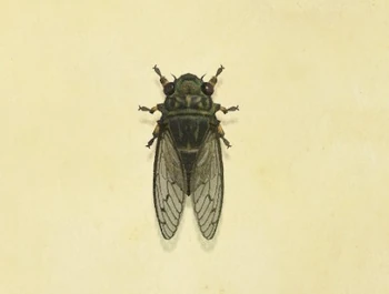 Walker cicada | Animal Crossing Wiki | Fandom