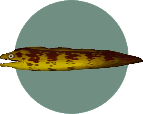 Moray eel/Gallery | Animal Crossing Wiki | Fandom
